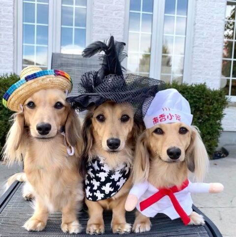 Creative Halloween Costumes and Accessories for Dachshunds
