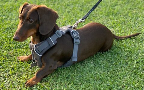Best Dachshund Harnesses: Tips, Recommendations & Reviews