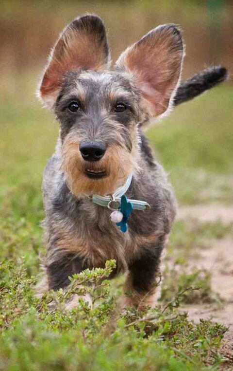 Wire Haired Dachshunds: Everything You Need to Know