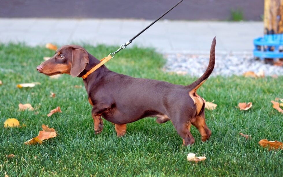 Dachshund Harness Vs Collar: Which Is Best?