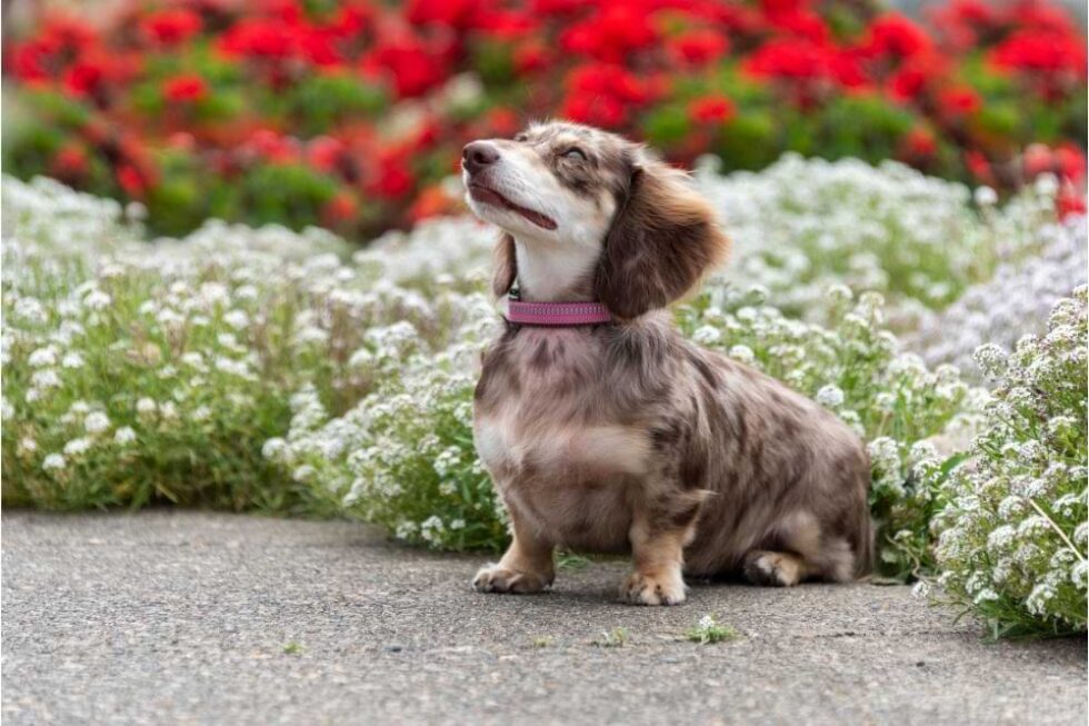 Dapple Dachshund 101: History, Appearance, Care & Health