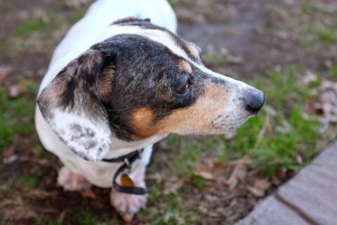 Piebald Dachshund: A Guide to These Unique & Adorable Dogs