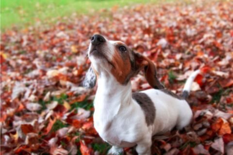 Piebald Dachshund: A Guide to These Unique & Adorable Dogs