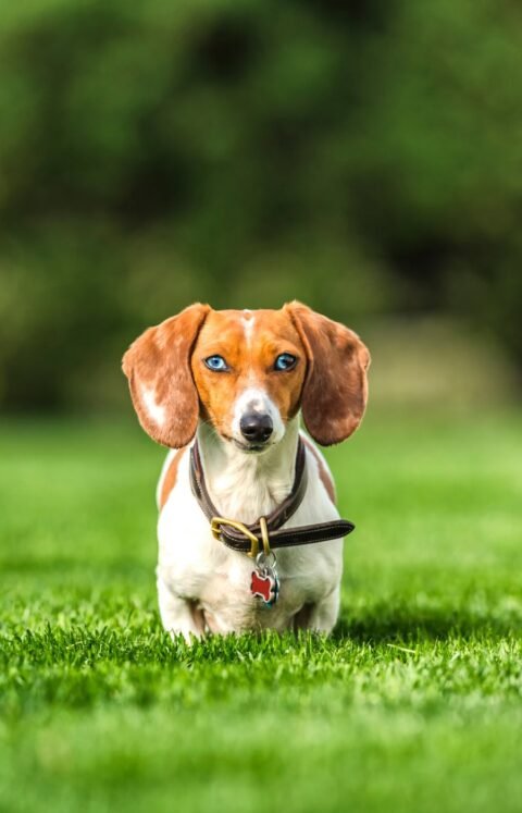 Piebald Dachshund: A Guide to These Unique & Adorable Dogs