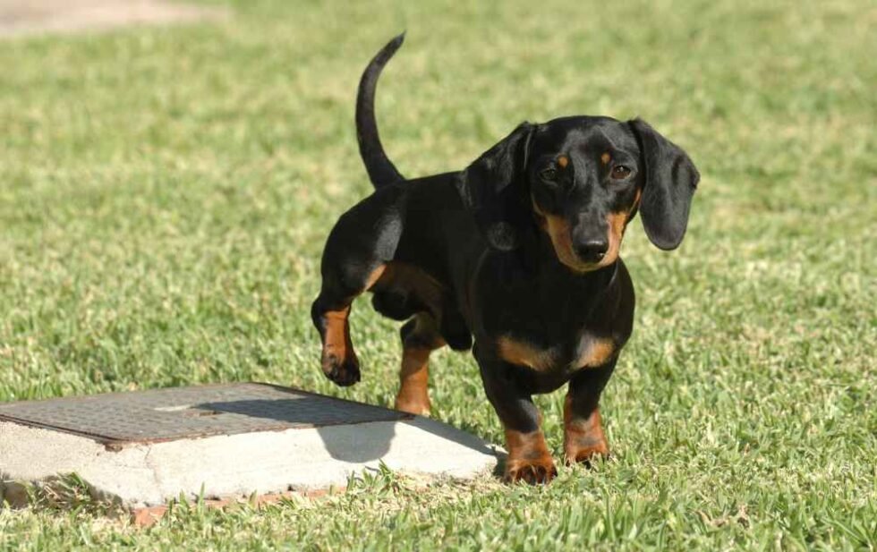 Understanding The Basics of Dachshund Potty Training