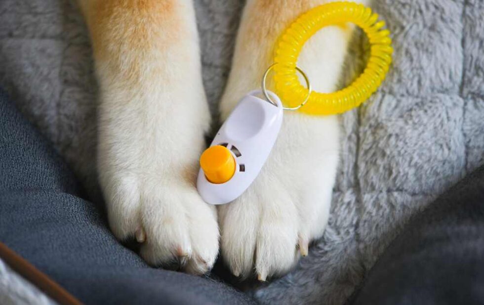 8 Must-Have Accessories for Dachshund Puppy Potty Training