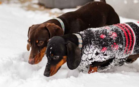 Dachshunds and Cold Weather: Keeping Your Weiner Dog Warm