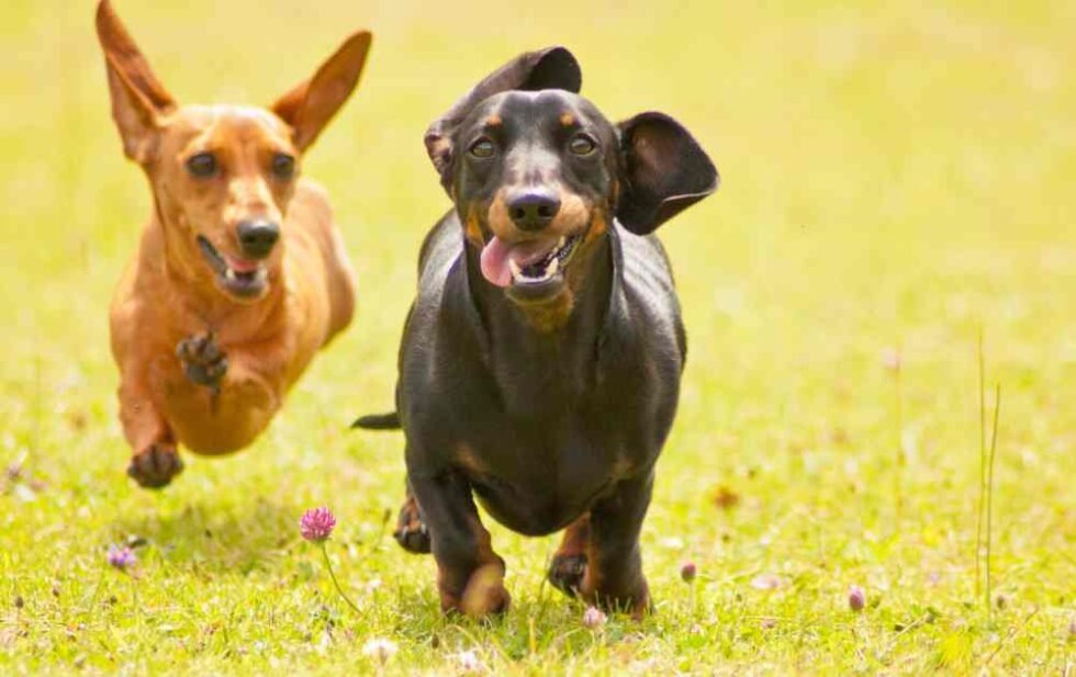 Dachshund Playdates: Socializing Your Wiener Dog