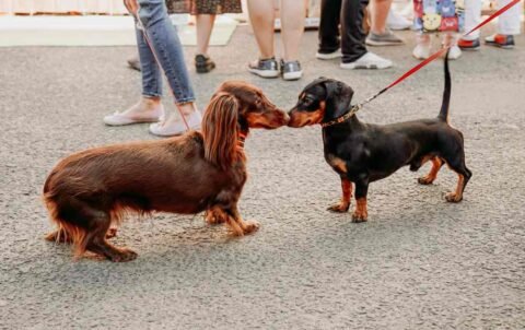 About the Dachshund Breed - Dachshunds Planet