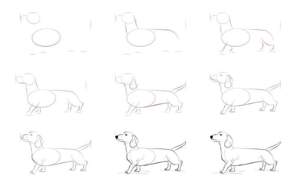 How to draw a Dachshund